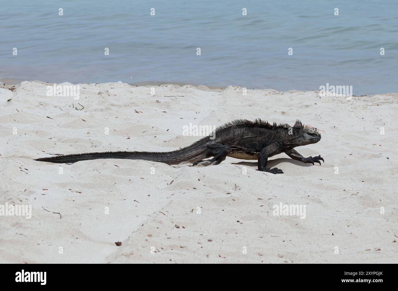 Marine iguana, Meerechse, Iguane marin des Galapagos, Amblyrhynchus ...