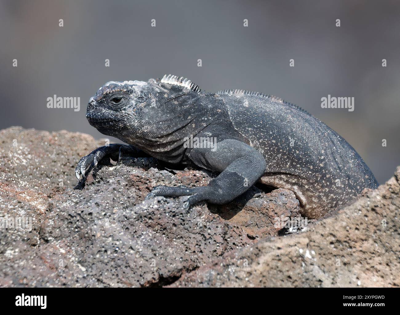 Marine iguana, Meerechse, Iguane marin des Galapagos, Amblyrhynchus ...