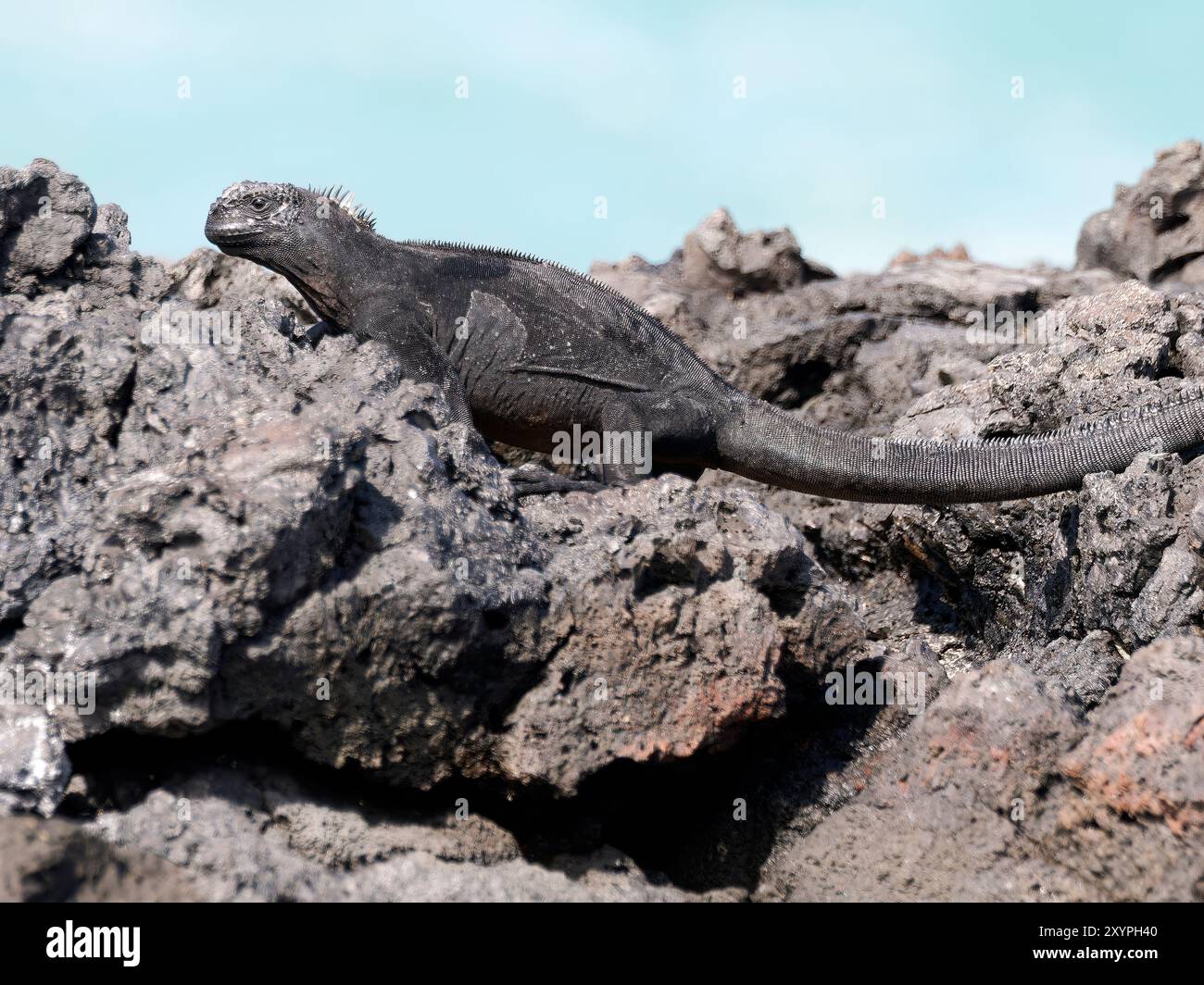 Marine iguana, Meerechse, Iguane marin des Galapagos, Amblyrhynchus ...