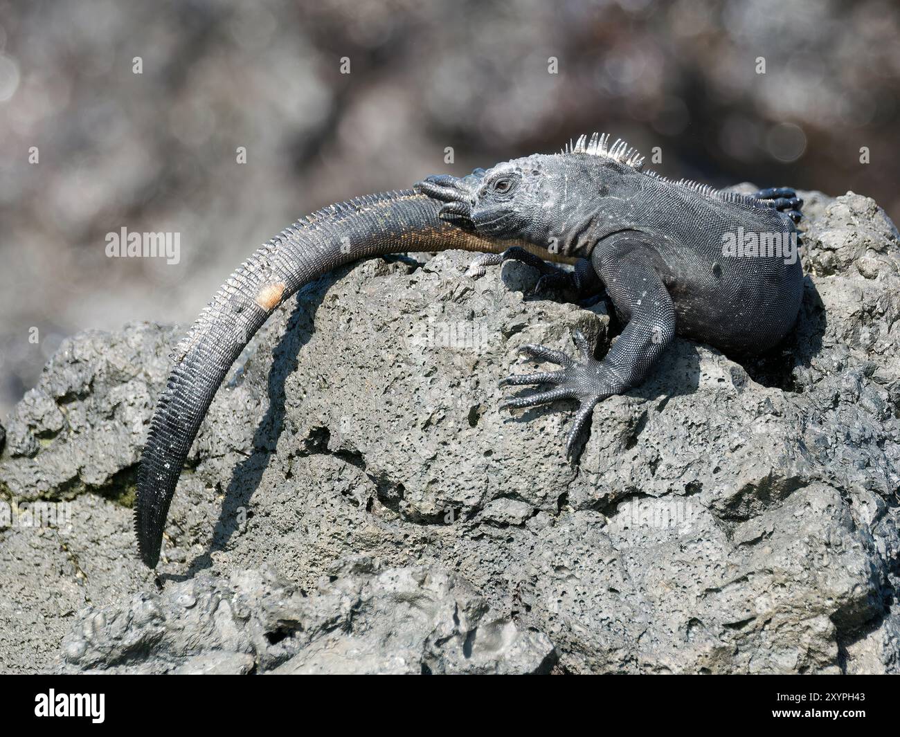 Marine iguana, Meerechse, Iguane marin des Galapagos, Amblyrhynchus ...