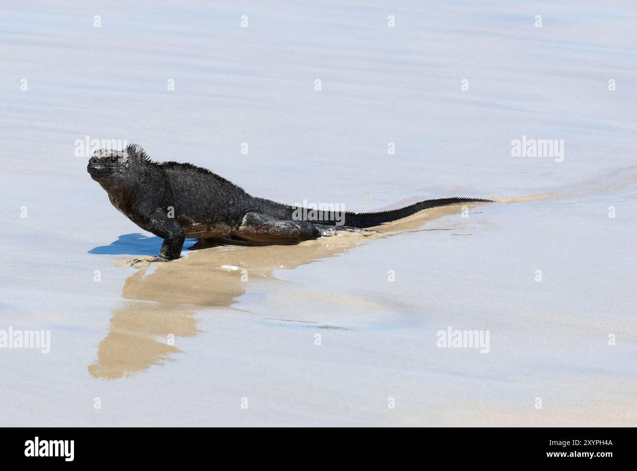 Marine iguana, Meerechse, Iguane marin des Galapagos, Amblyrhynchus ...
