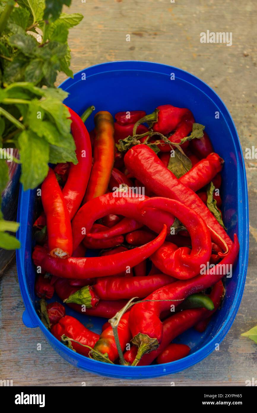 red peppers in a blue box on the market taken at Marsaxlokk, Malta ...