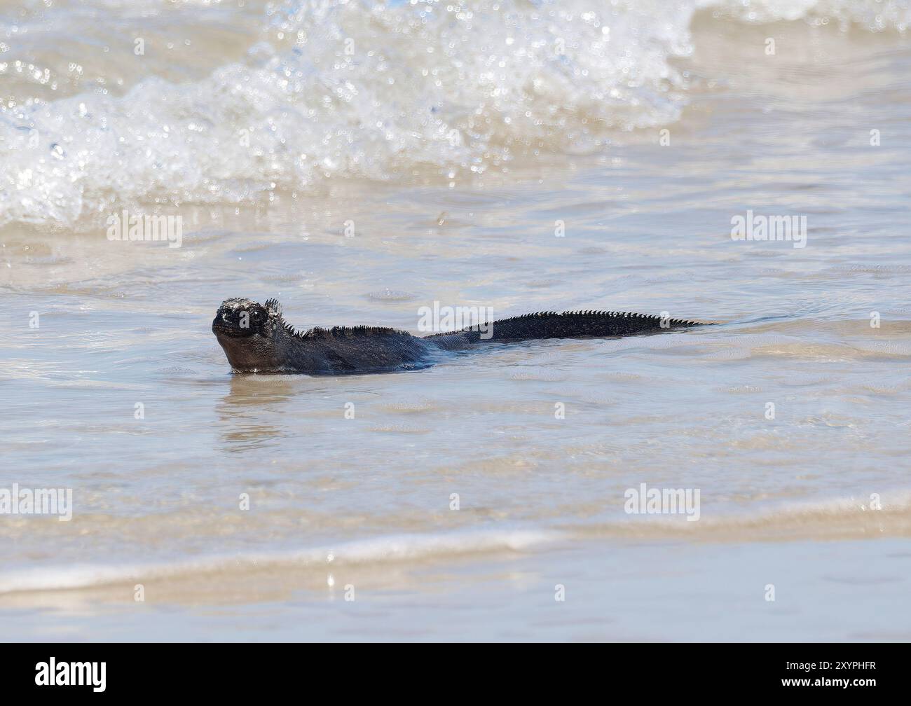 Marine iguana, Meerechse, Iguane marin des Galapagos, Amblyrhynchus ...