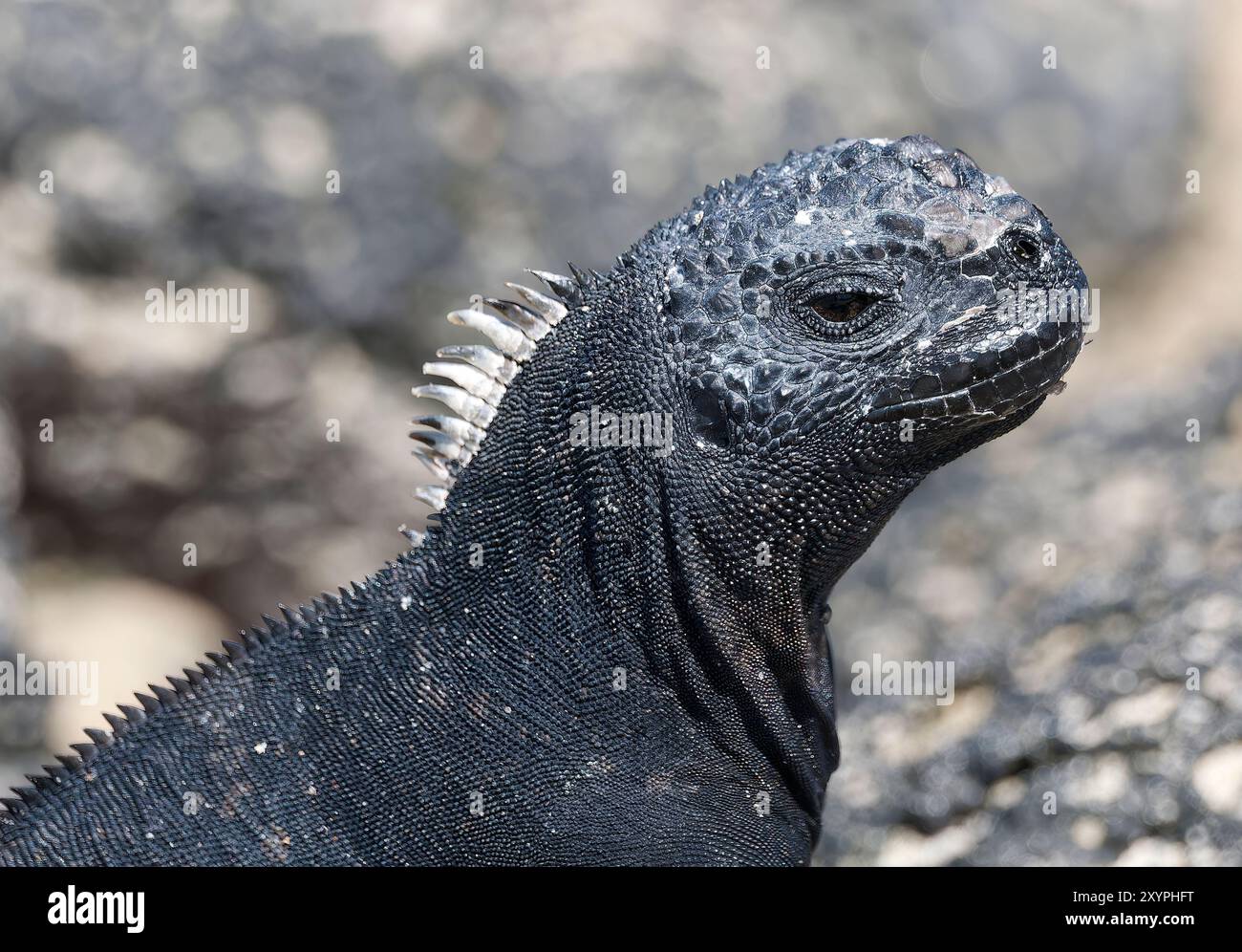 Marine iguana, Meerechse, Iguane marin des Galapagos, Amblyrhynchus ...