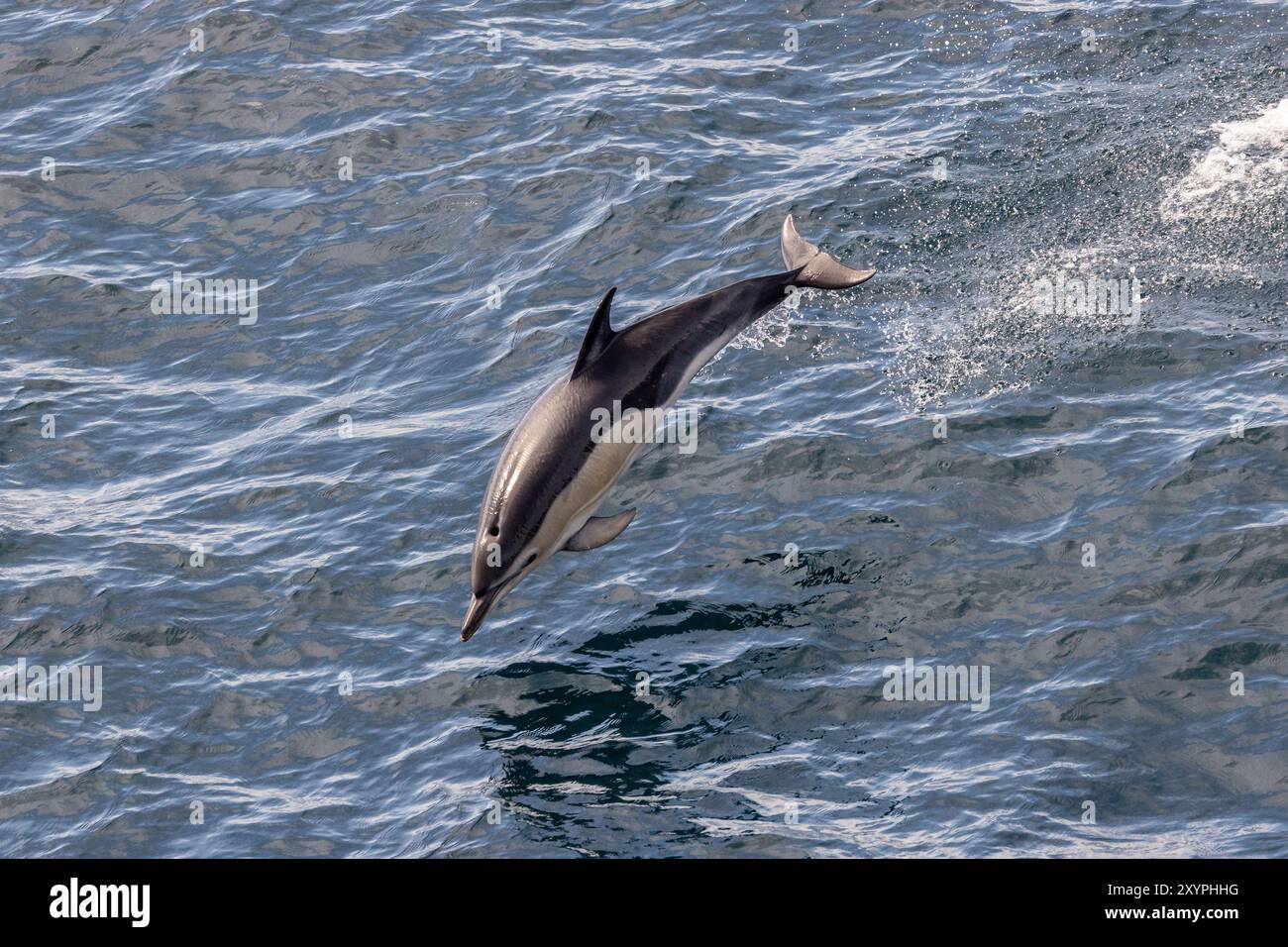 Dolphin leaping hi-res stock photography and images - Alamy