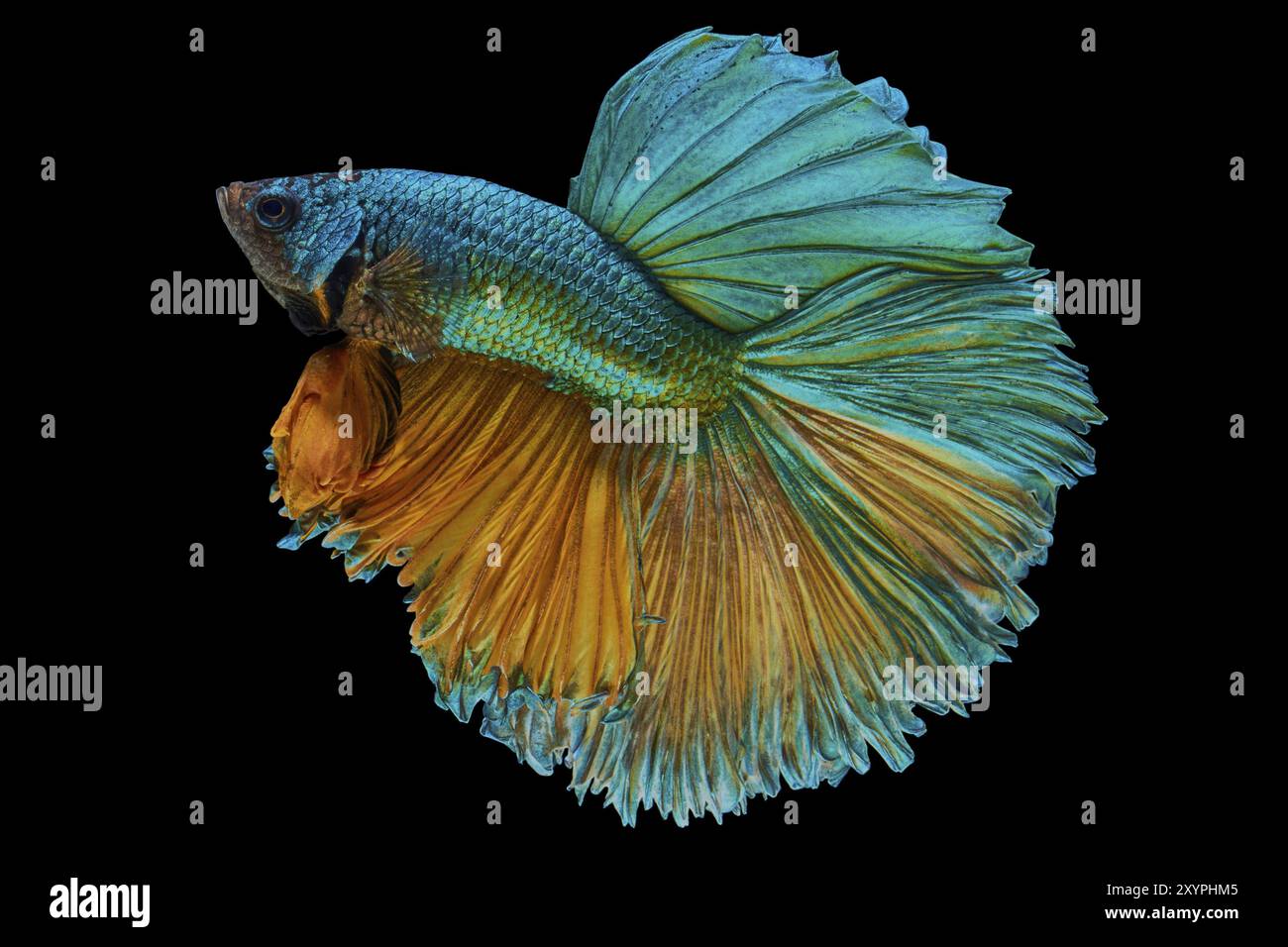 Fish stares hi-res stock photography and images - Alamy