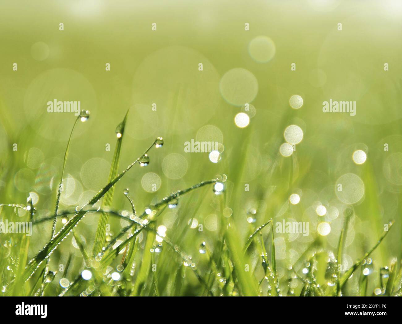 Morning dew on the meadow Stock Photo - Alamy