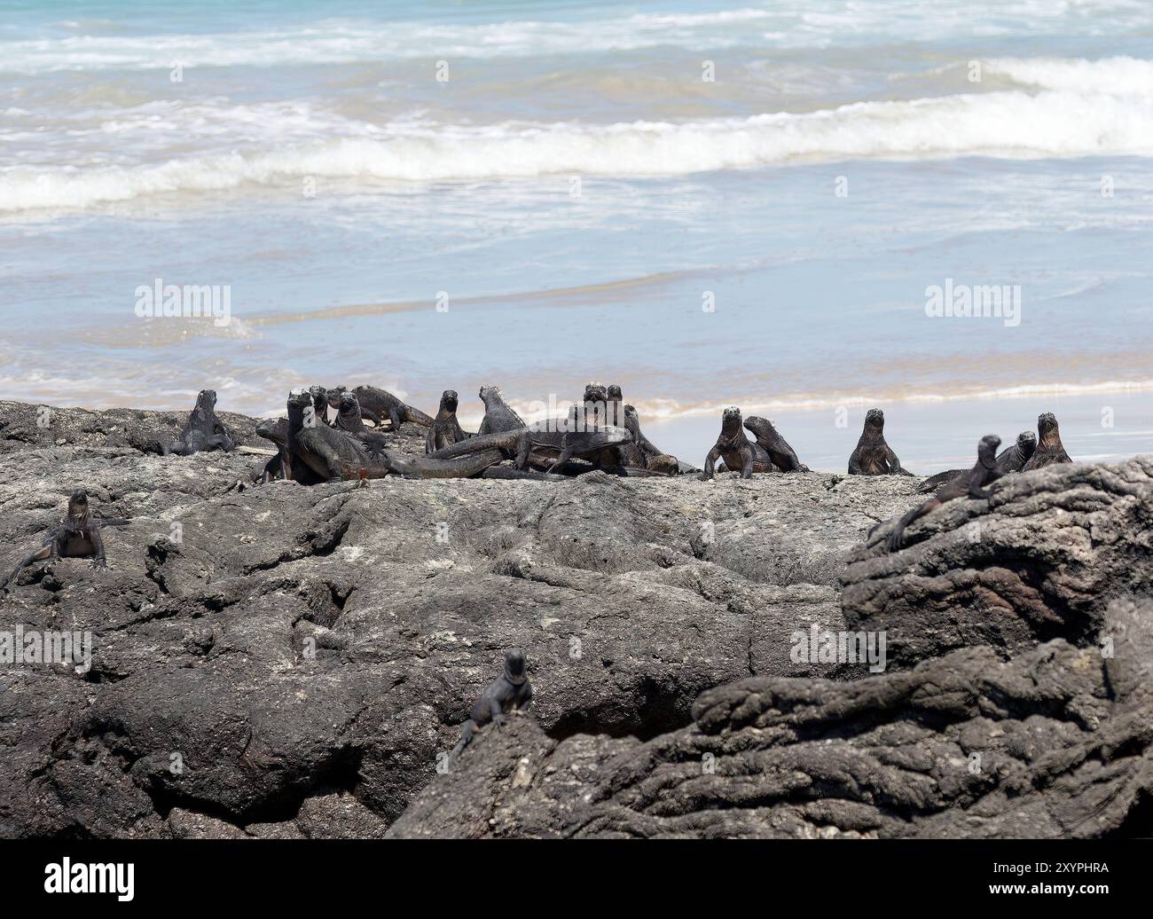 Marine iguana, Meerechse, Iguane marin des Galapagos, Amblyrhynchus ...