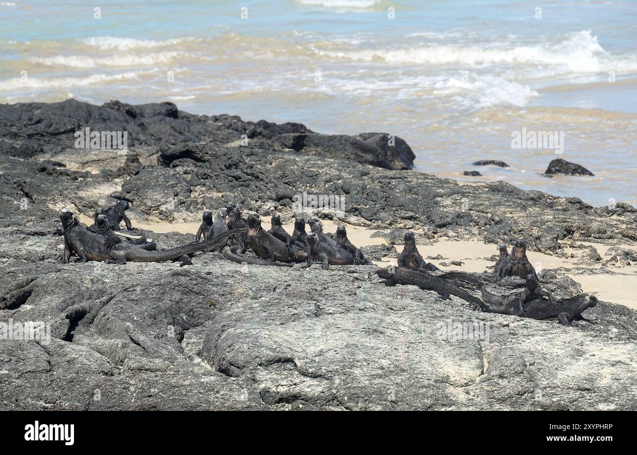 Marine iguana, Meerechse, Iguane marin des Galapagos, Amblyrhynchus ...