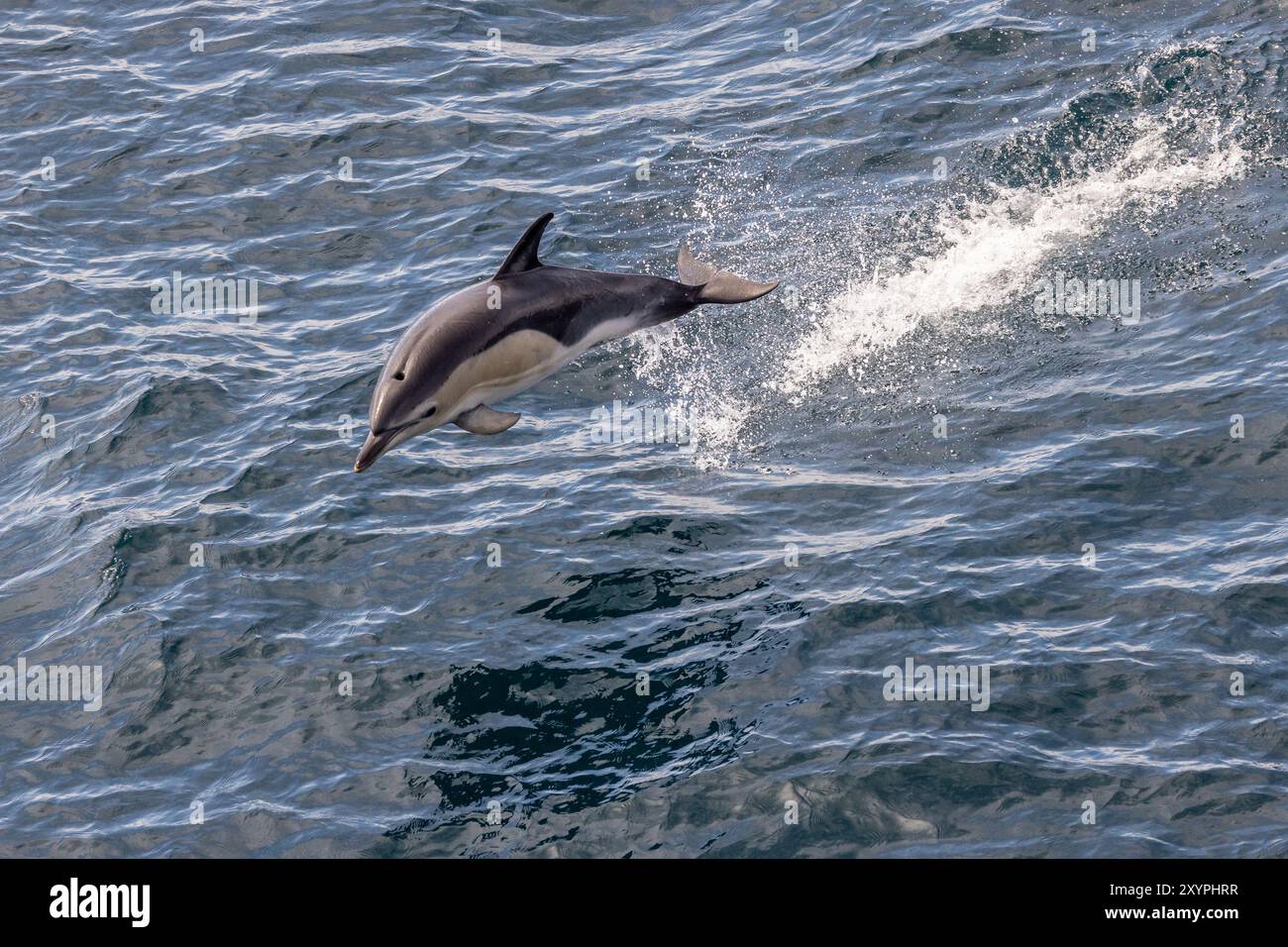 Shortbeaked common dolphin hi-res stock photography and images - Alamy
