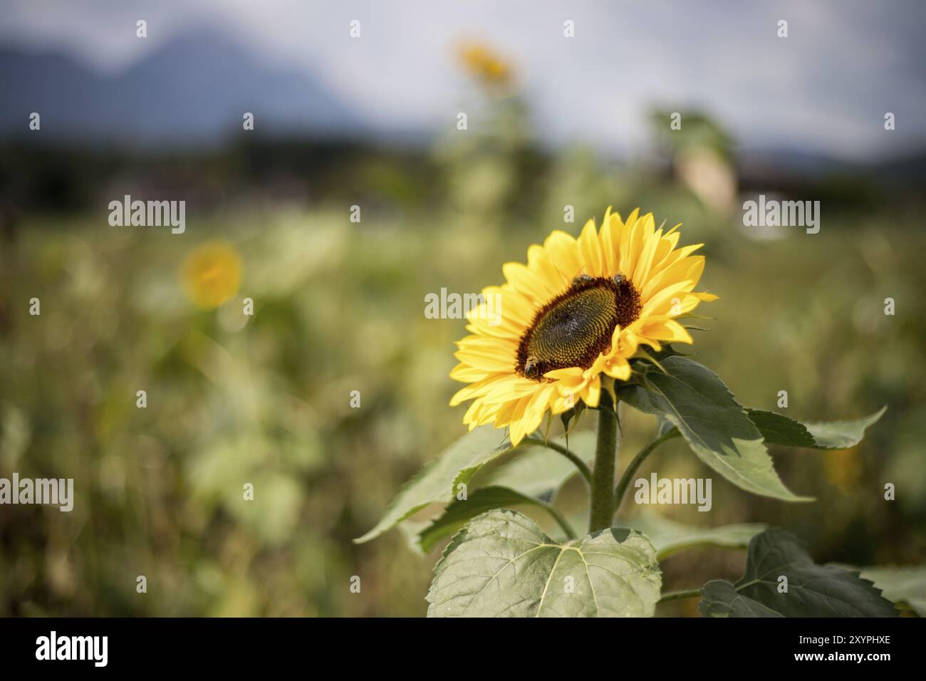 Beautiful blooming sunflowers hi-res stock photography and images - Alamy