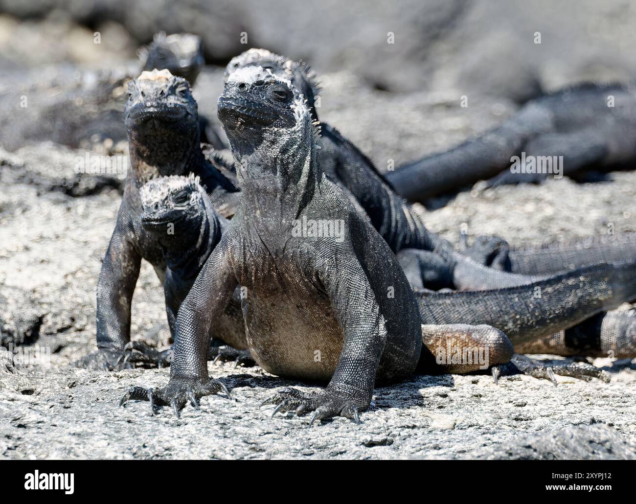 Marine iguana, Meerechse, Iguane marin des Galapagos, Amblyrhynchus ...