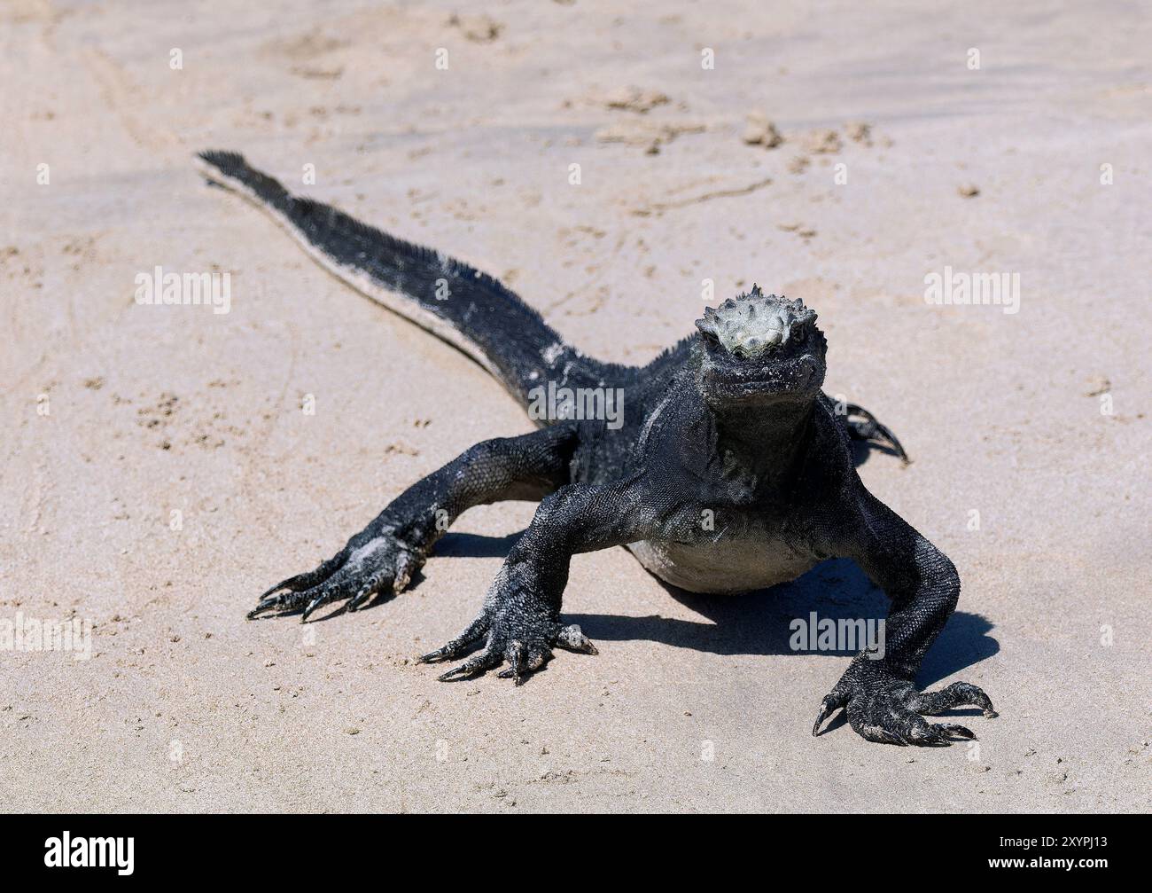 Marine iguana, Meerechse, Iguane marin des Galapagos, Amblyrhynchus ...