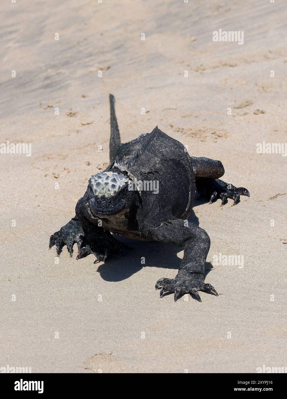 Marine iguana, Meerechse, Iguane marin des Galapagos, Amblyrhynchus ...