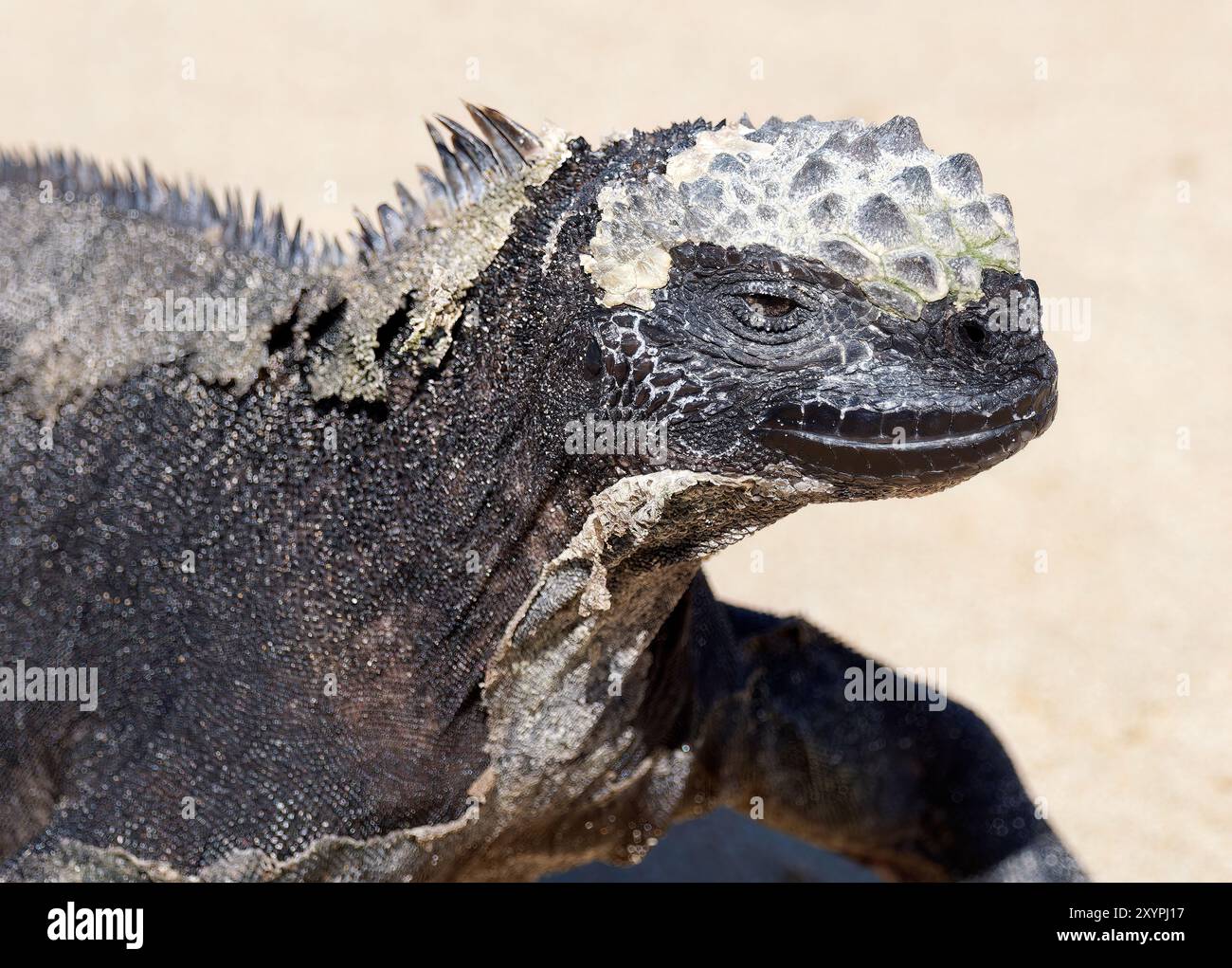 Marine iguana, Meerechse, Iguane marin des Galapagos, Amblyrhynchus ...