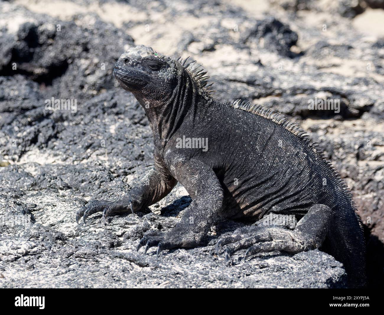 Lon 90 97149200 hi-res stock photography and images - Alamy
