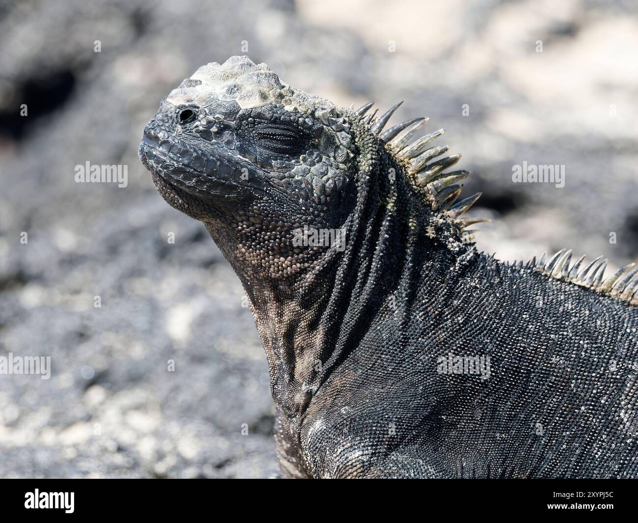 Marine iguana, Meerechse, Iguane marin des Galapagos, Amblyrhynchus ...