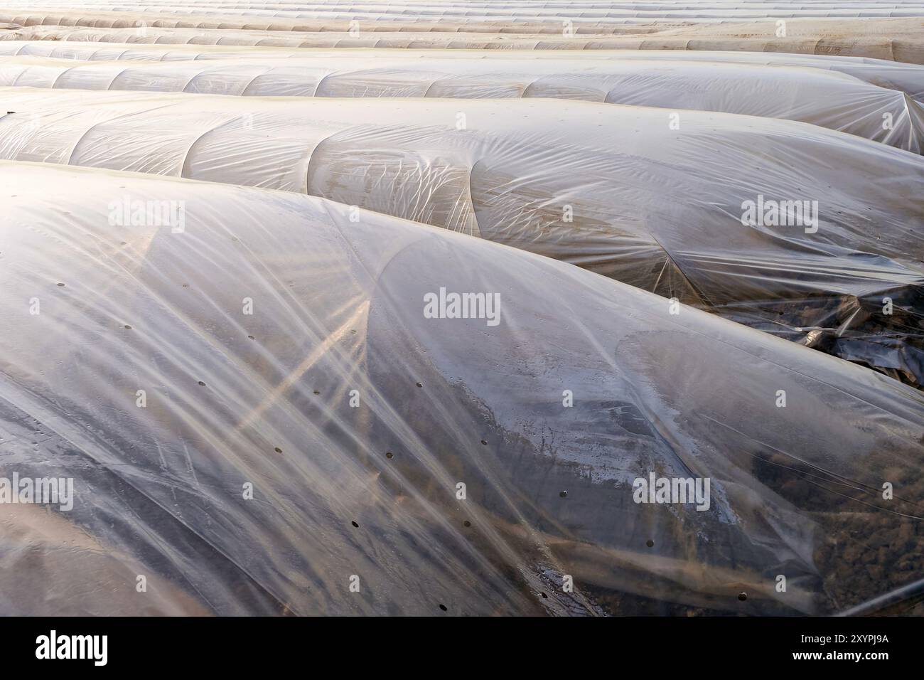 Growing vegetables under foil Stock Photo - Alamy