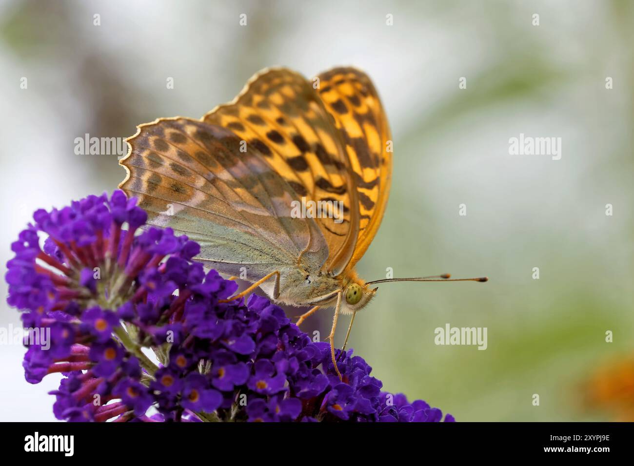 Emperor Cloak on the Butterfly Bush Stock Photo - Alamy