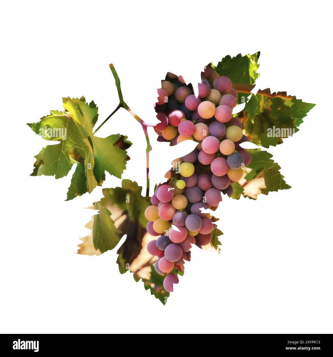 Vine leaf in detail Cut Out Stock Images & Pictures - Alamy