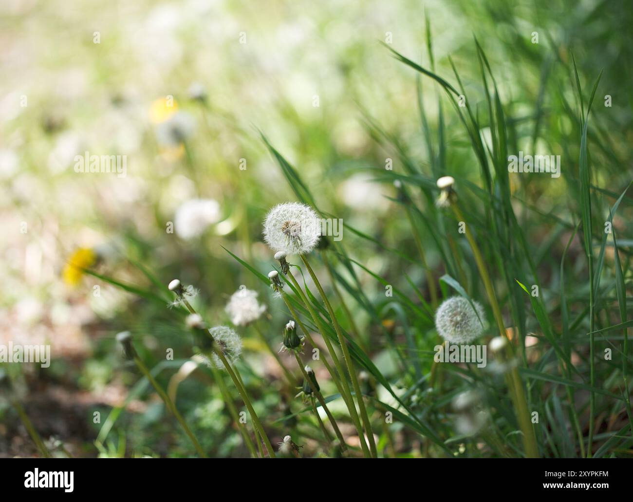Many flowering dandelions taraxacum officinale hi-res stock photography ...