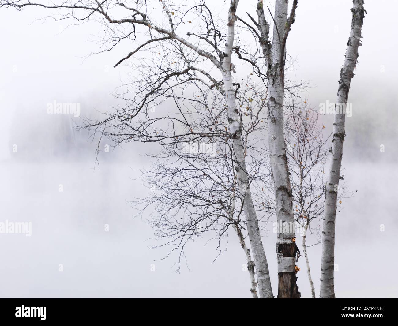Early morning fall nature scenery of birch tree trunks over misty Arrowhead Lake background ...