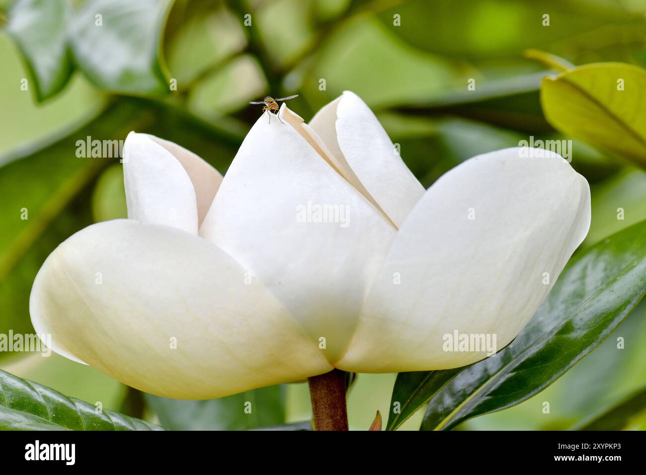 Large white flower of an evergreen magnolia (Magnolia grandiflora) with ...