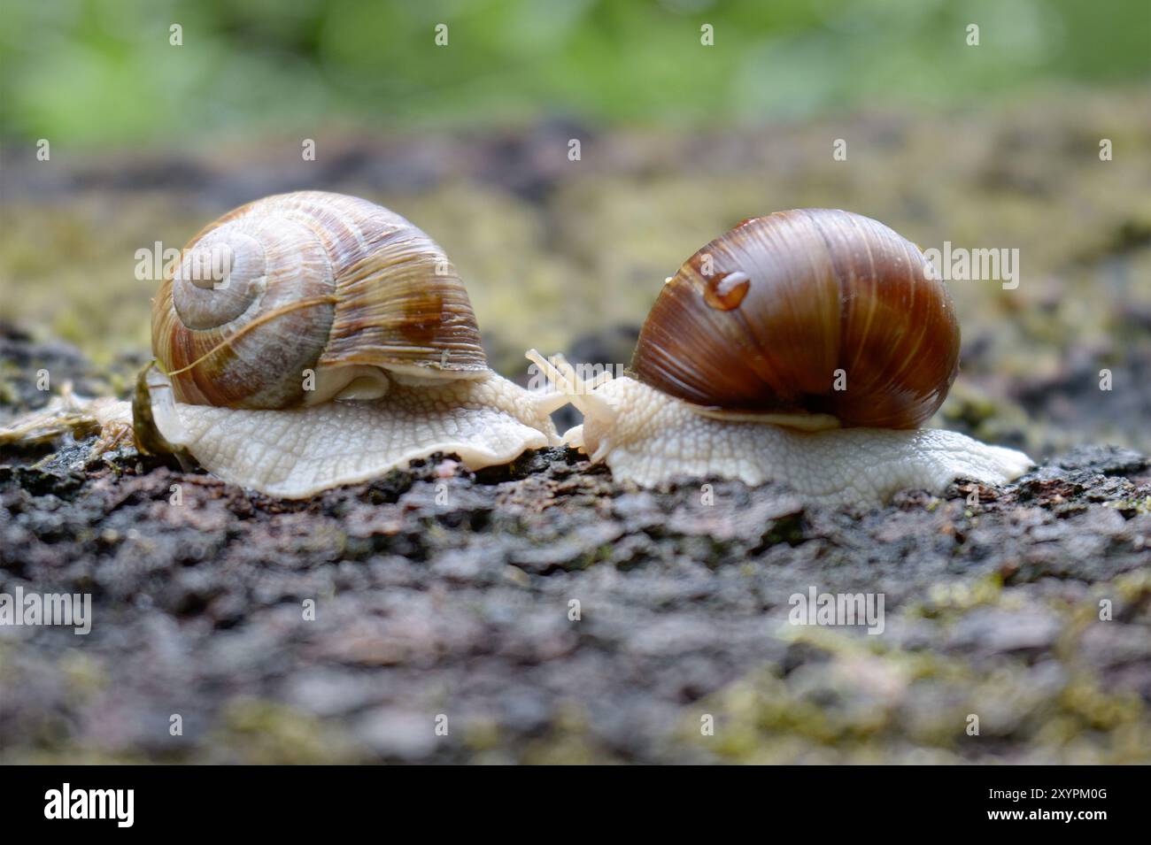 Two burgundy snails helix pomatia hi-res stock photography and images ...