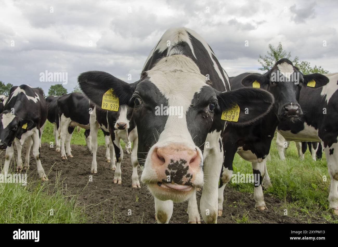 Cattle marker hi-res stock photography and images - Alamy