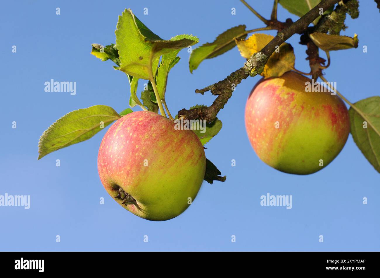2 Aepfel am Baum, apple tree Stock Photo - Alamy