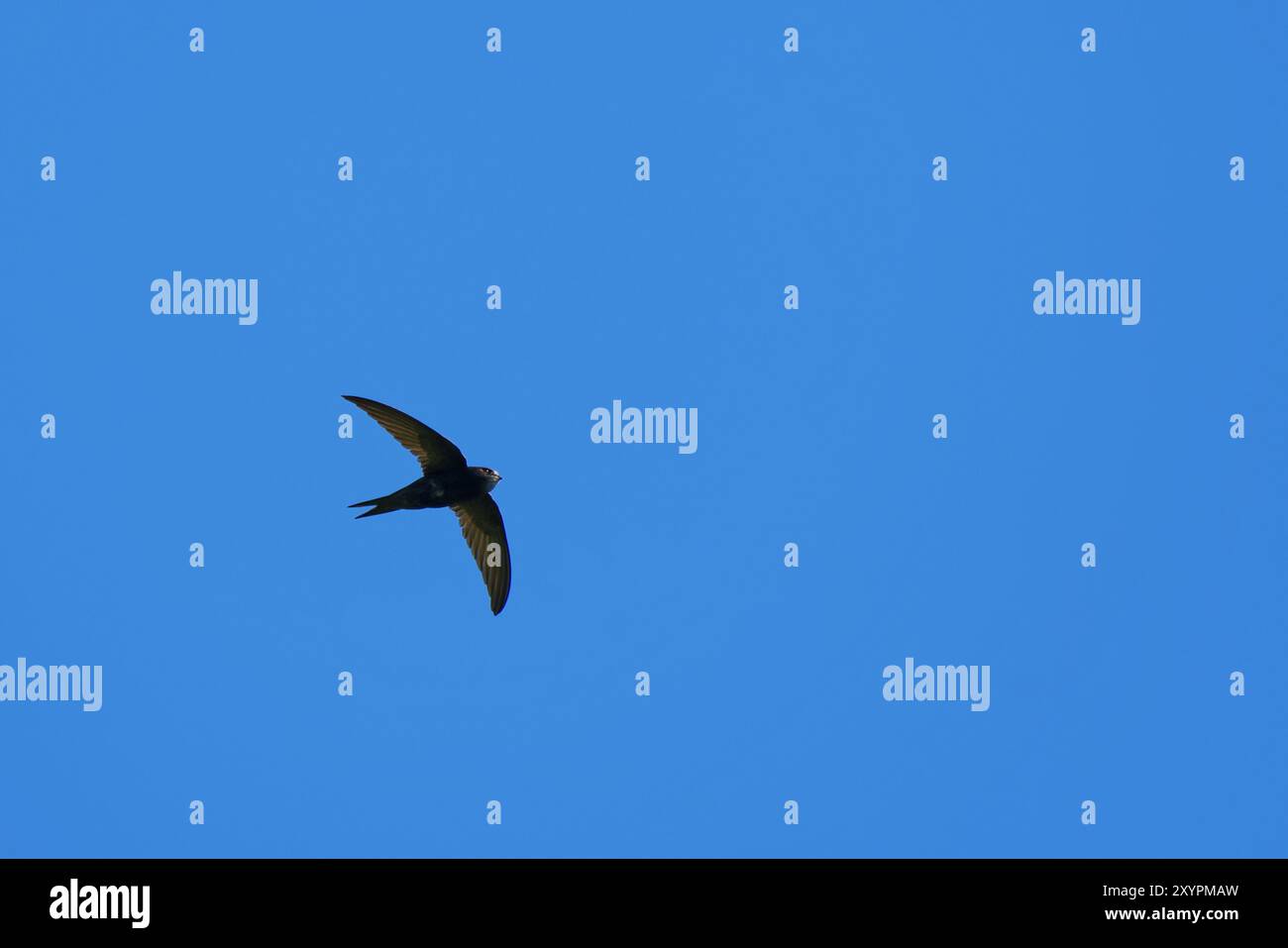 Swifts habitat hi-res stock photography and images - Alamy