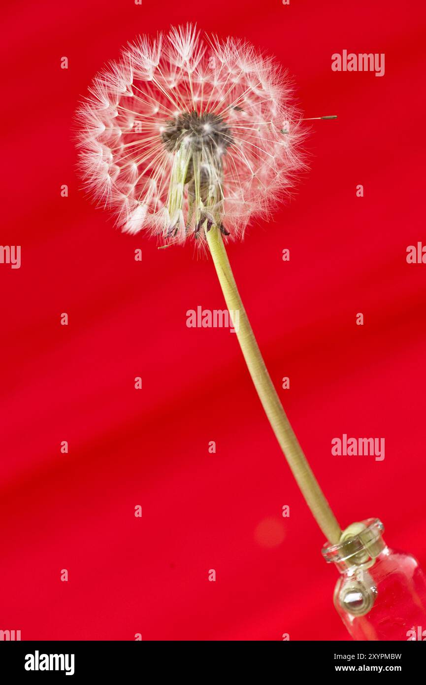 Dandelion stands in a bottle against a red background Stock Photo - Alamy