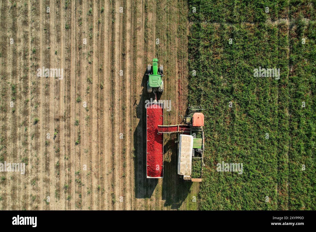 Tomato harvester loading hi-res stock photography and images - Alamy
