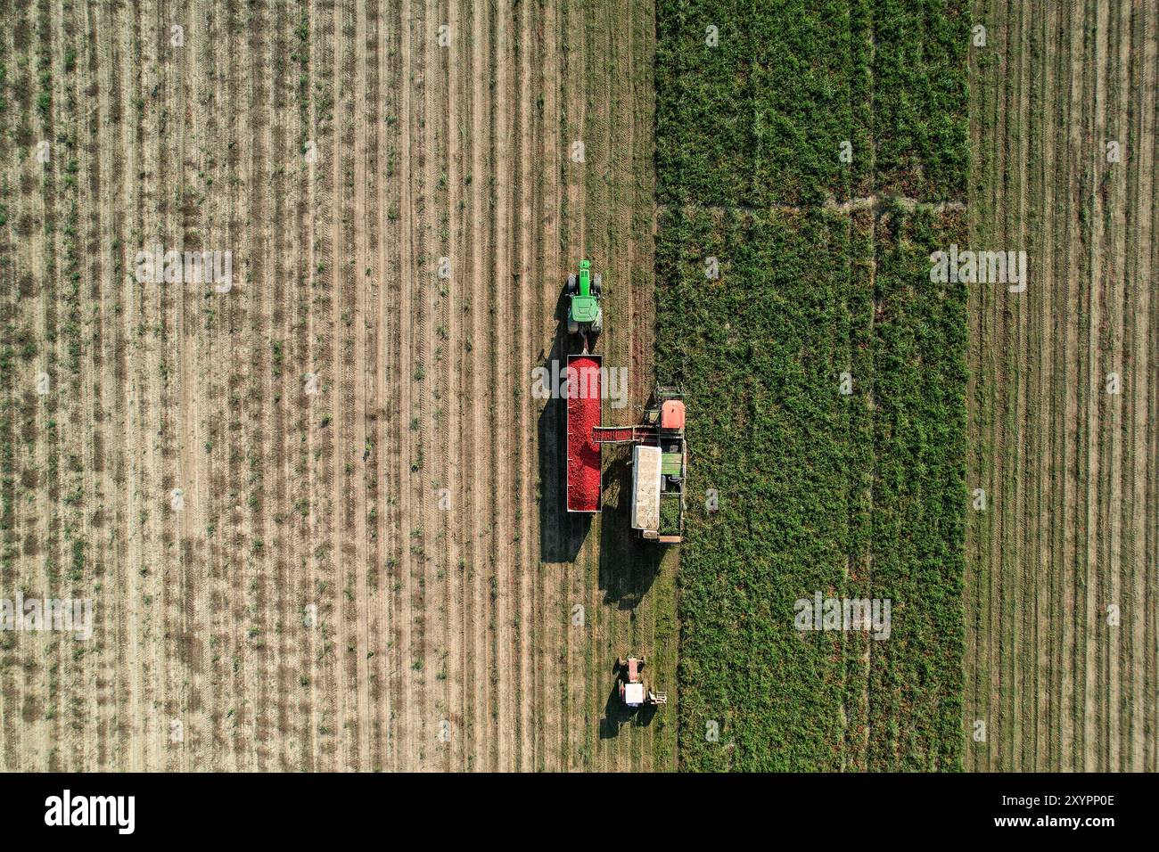 Tomato harvester loading hi-res stock photography and images - Alamy