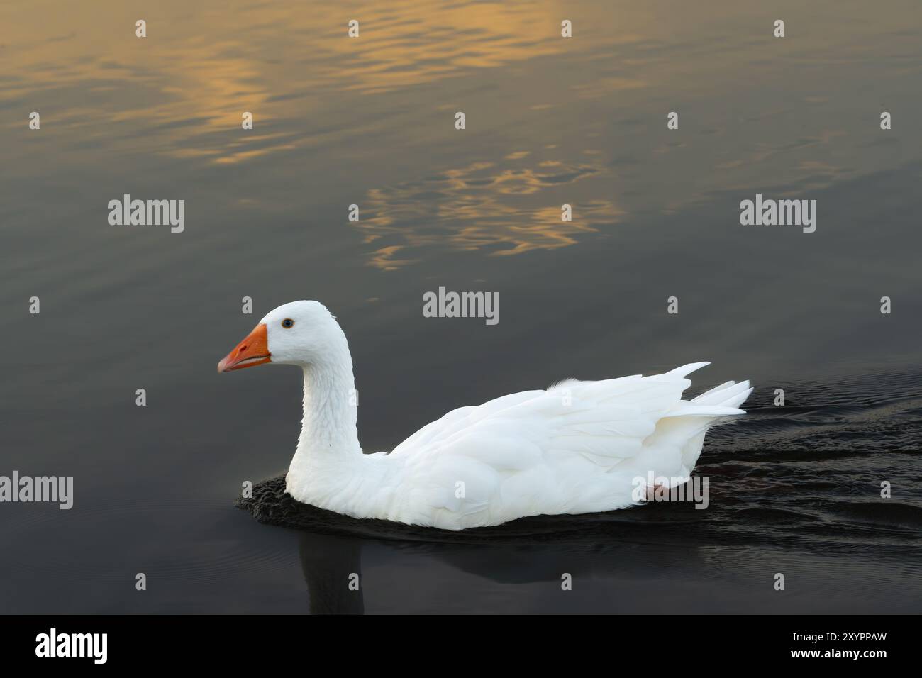 Goose at lake with sunset lighting Stock Photo - Alamy