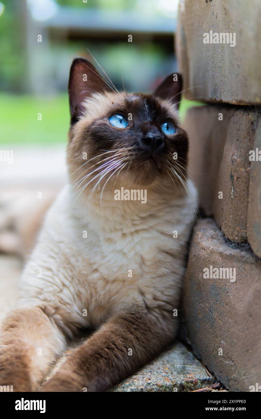 Siamese Cat Portrait Stock Photo - Alamy