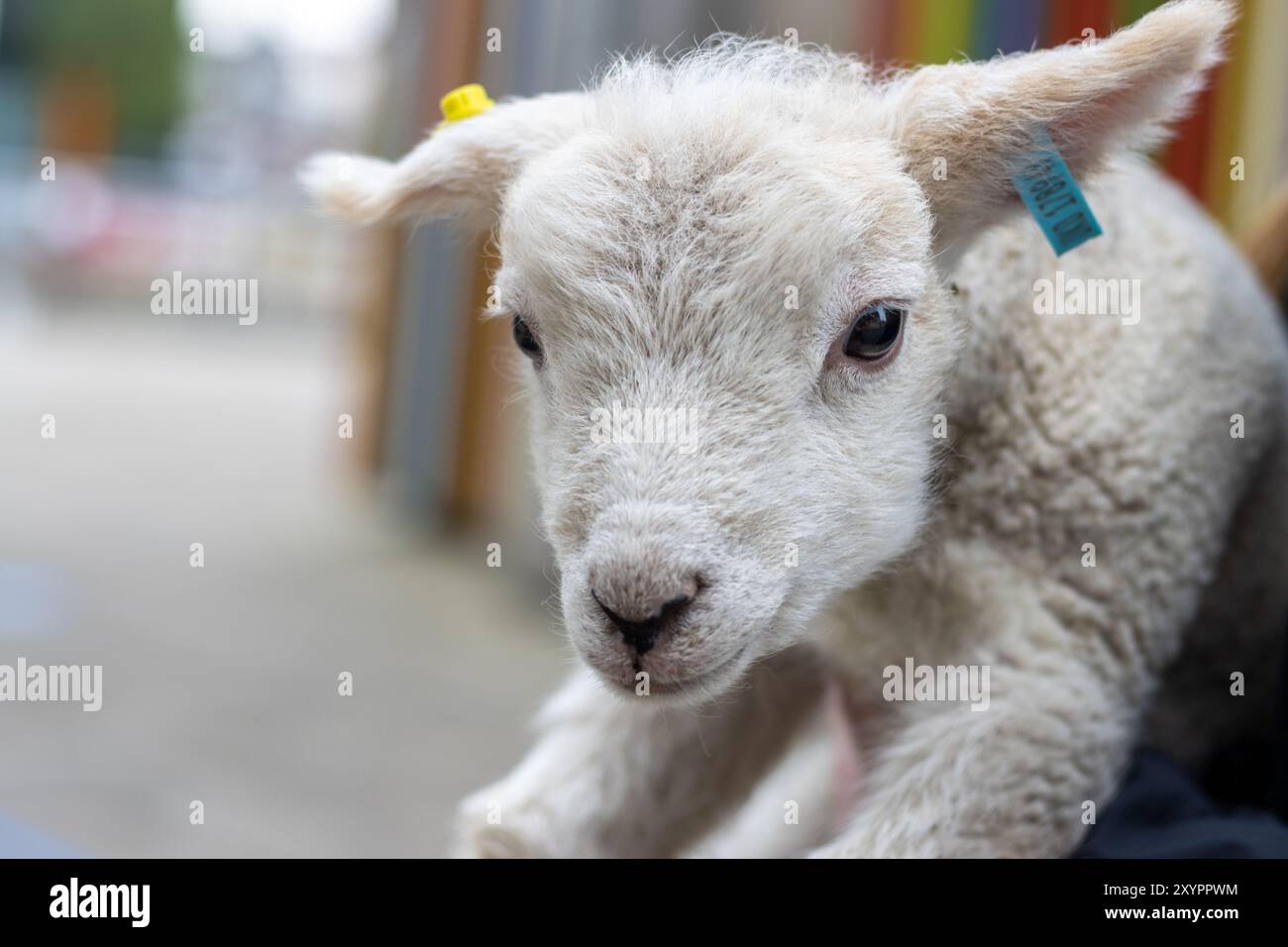 White baby lamb hi-res stock photography and images - Alamy