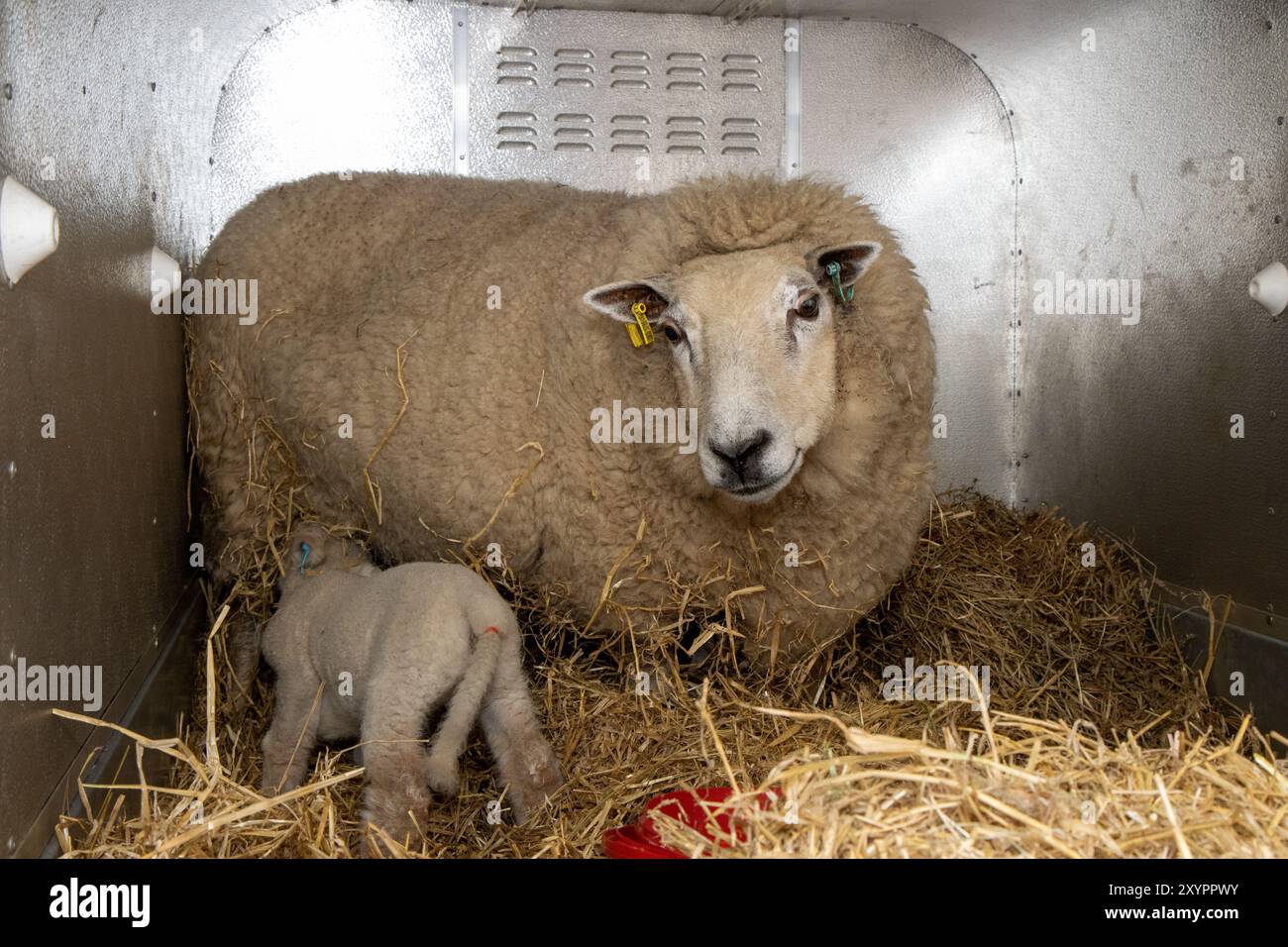 Wooly sheep hi-res stock photography and images - Alamy