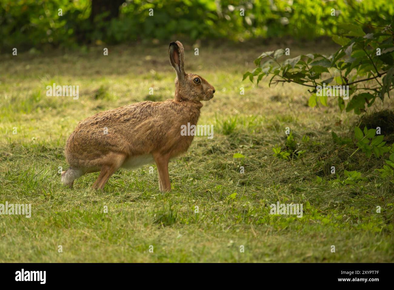 Wild hare close-up,covered with drops of dew, sitting in the green ...