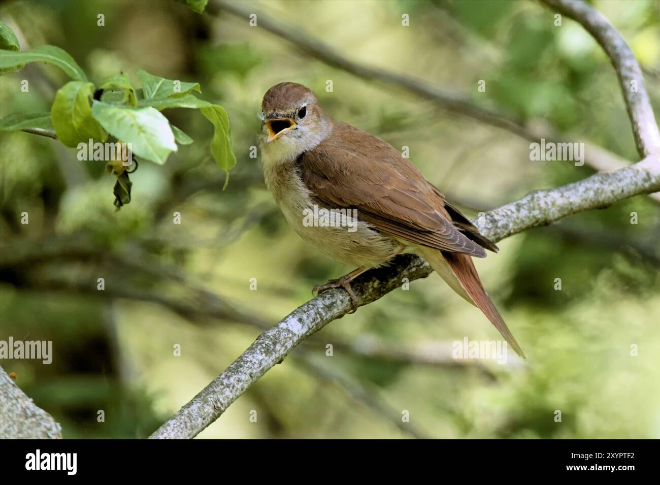 Nightingales singing hi-res stock photography and images - Alamy