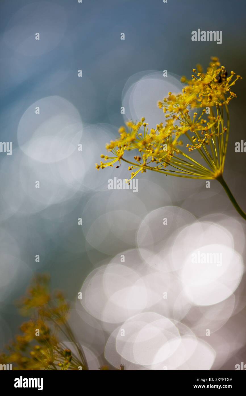 Pods fennel seed hi-res stock photography and images - Alamy
