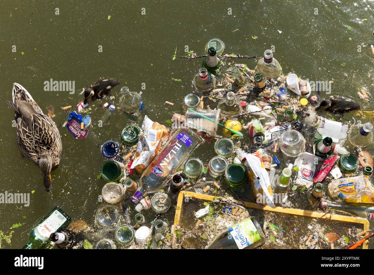 Duck family swims in a pond full of rubbish Stock Photo - Alamy