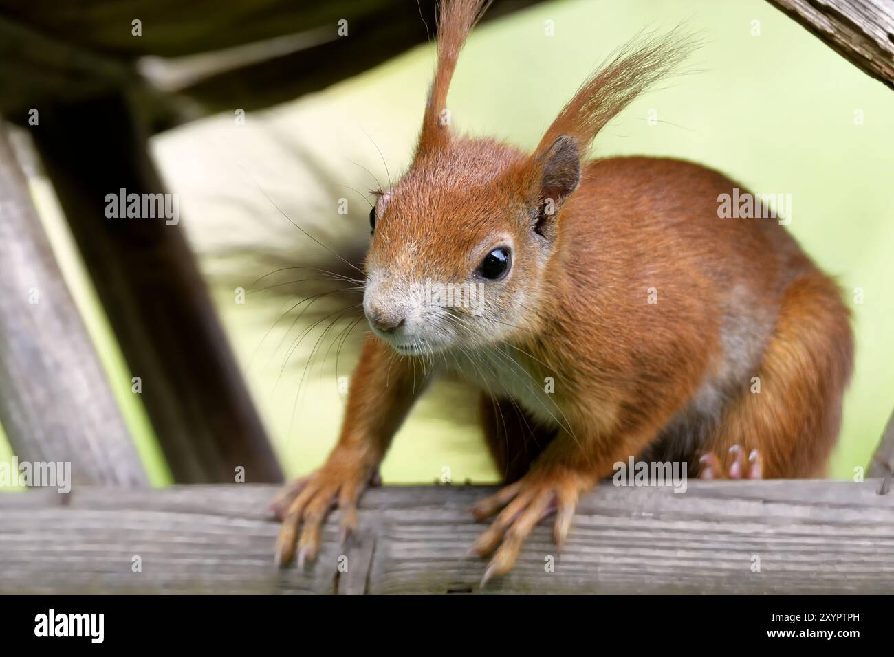 Squirrel box in tree hi-res stock photography and images - Alamy