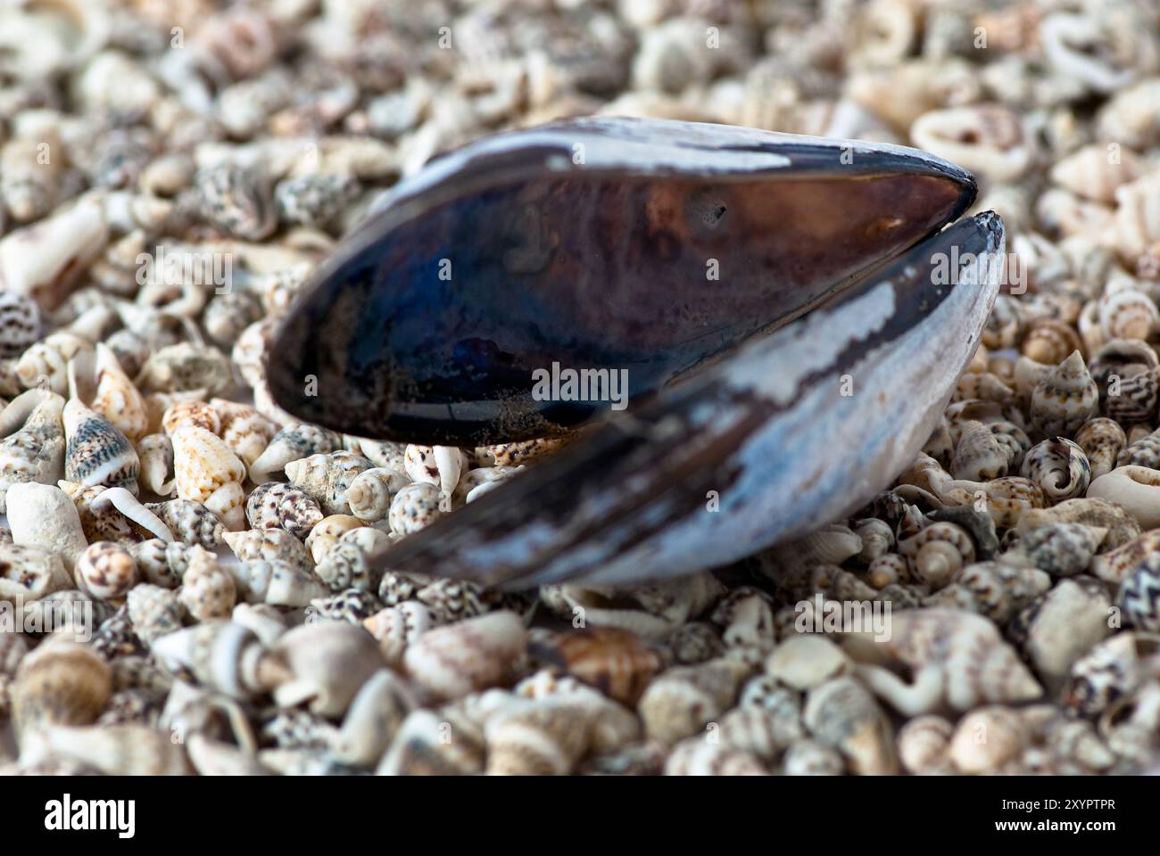 Inside mussel shell hi-res stock photography and images - Alamy