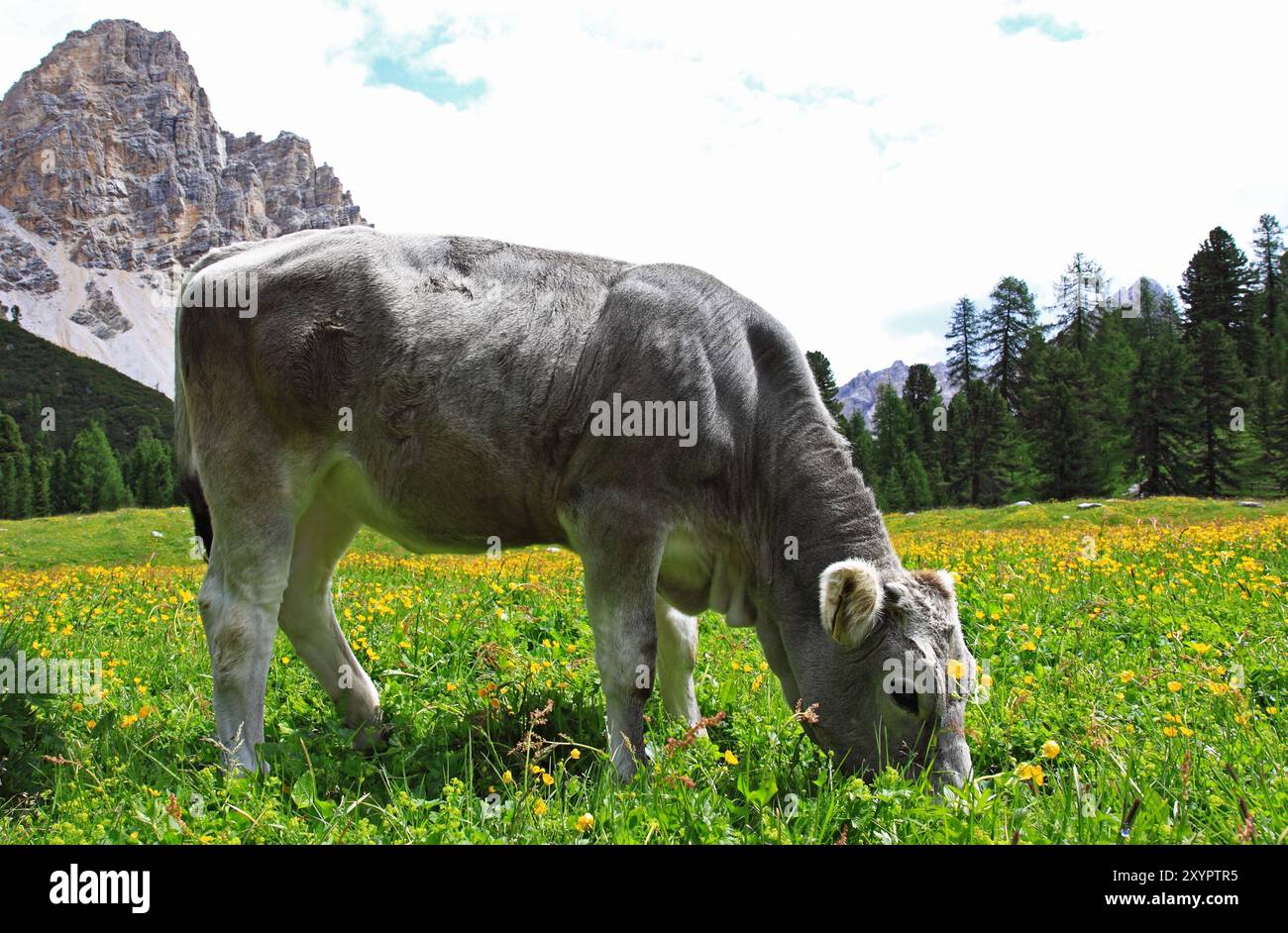 Tyrolean grey cattle Stock Photo - Alamy