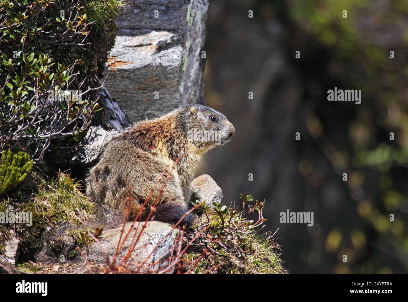 Marmota marmota alps trentino hi-res stock photography and images - Alamy