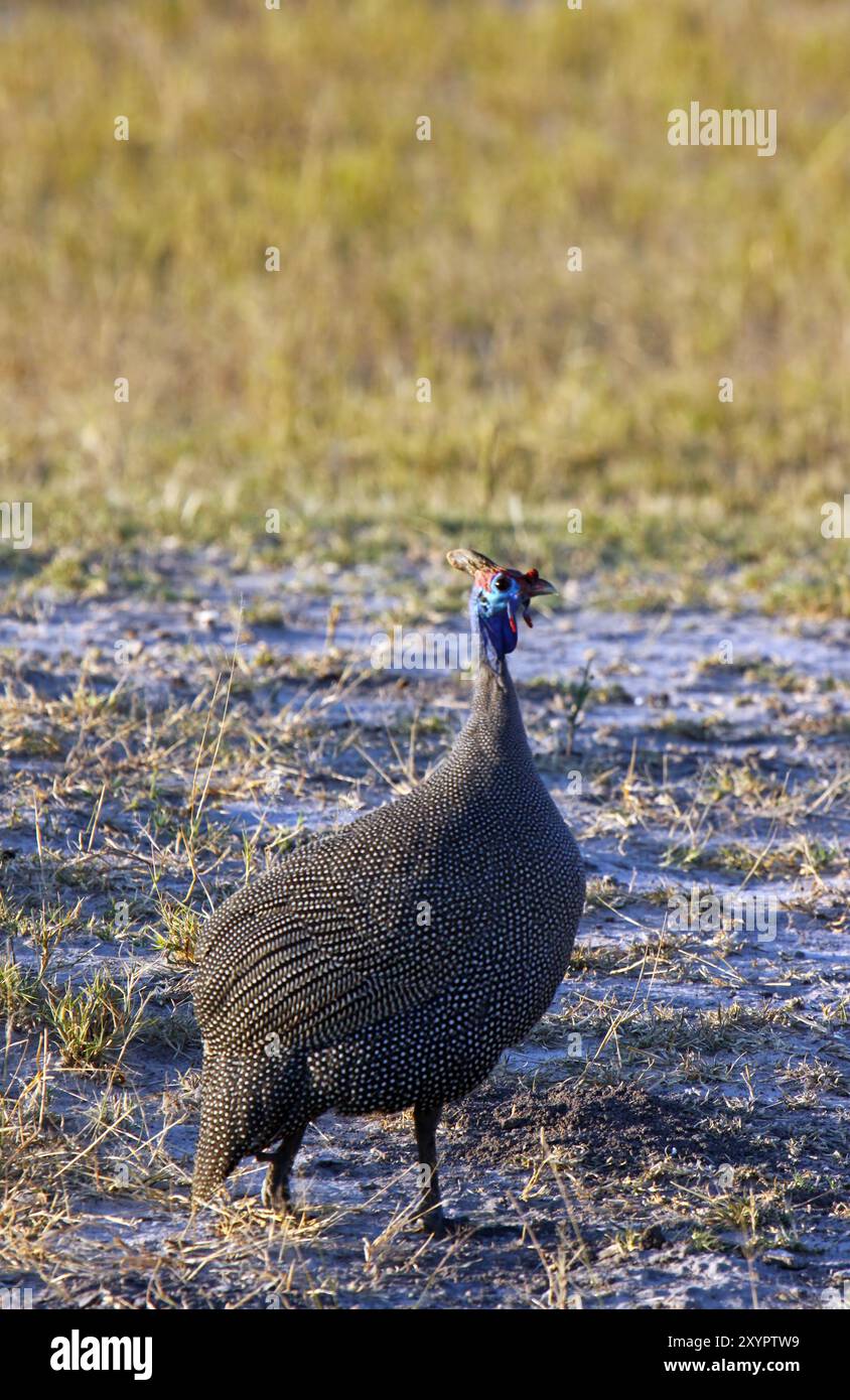 Guinea fowl in their natural habitat hi-res stock photography and ...