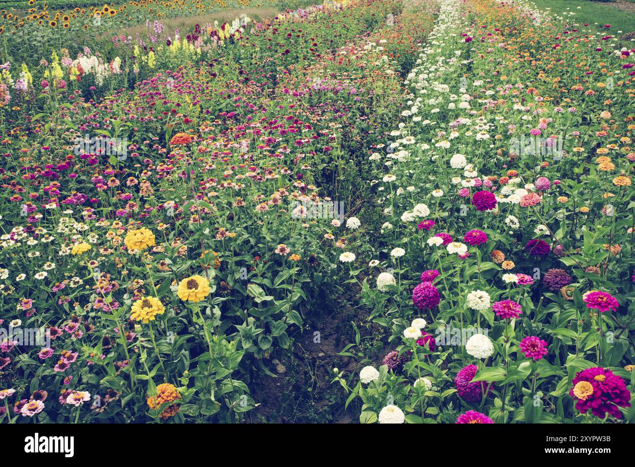 Varied cultivated flowers hi-res stock photography and images - Alamy