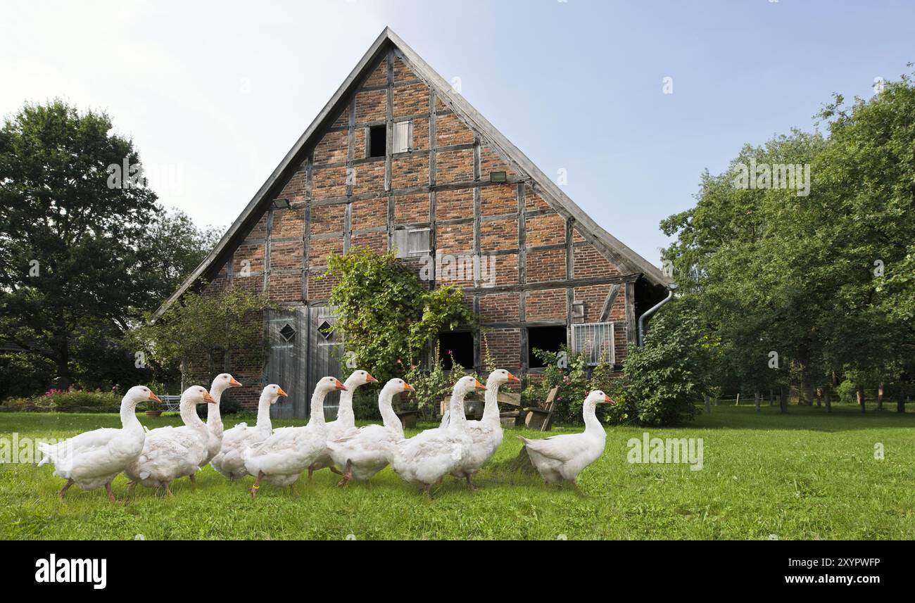 Free range farmings hi-res stock photography and images - Alamy