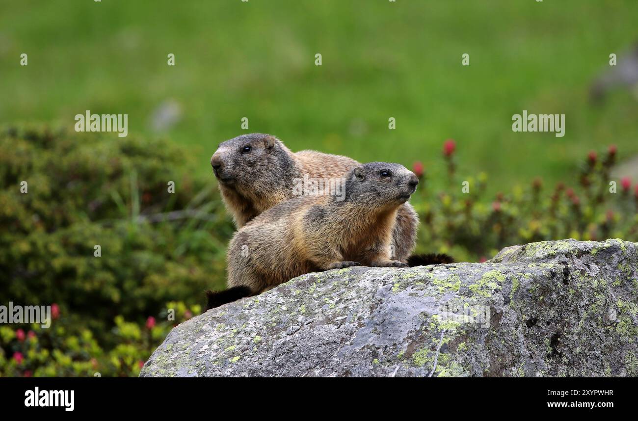 Marmota marmota alps trentino hi-res stock photography and images - Alamy